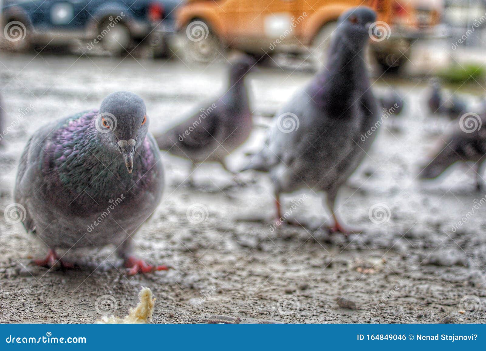Pigeons feeds with bread stock photo. Image of hdrphoto - 164849046