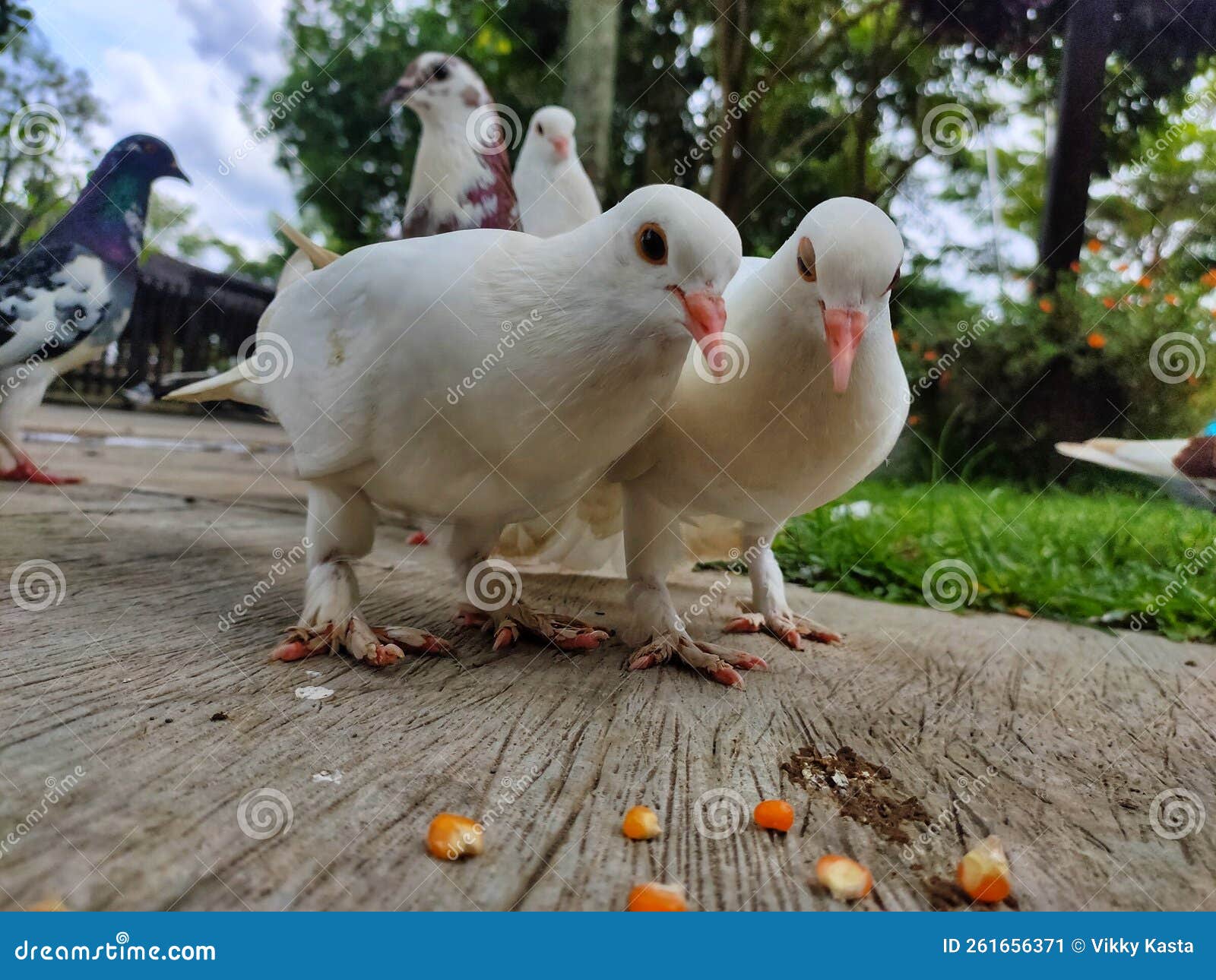 Pigeons Fighting for Food in the Yard Stock Image - Image of beak, duck ...