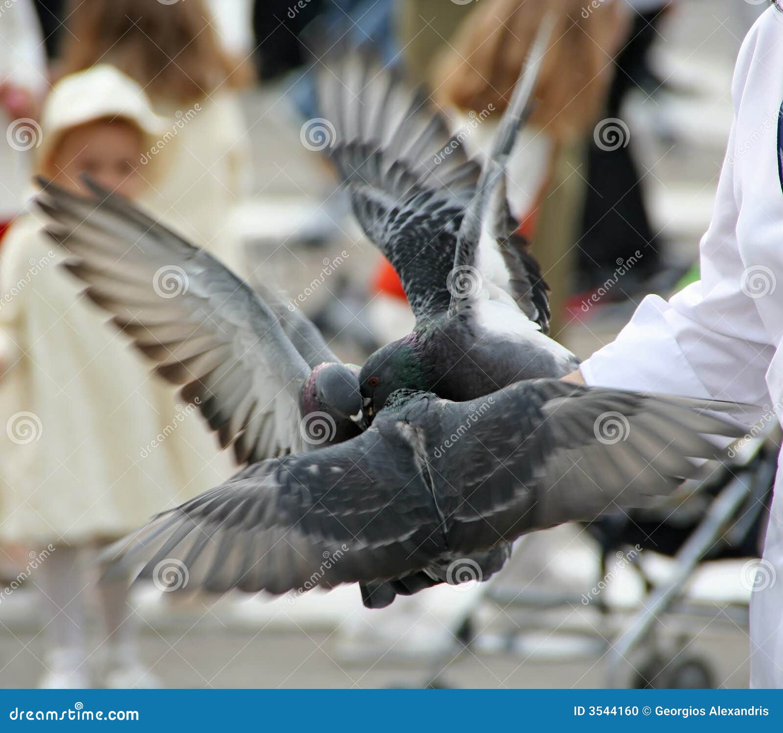 Pigeons Flapping while Eating Stock Photo - Image of flying, persons ...
