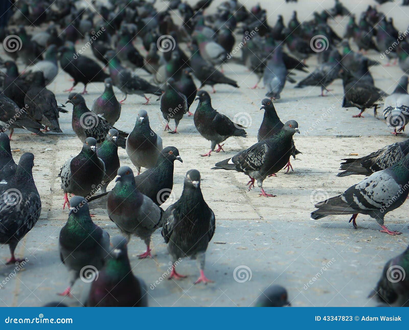 Pigeons stock image. Image of rock, pigeons, flock, peck - 43347823