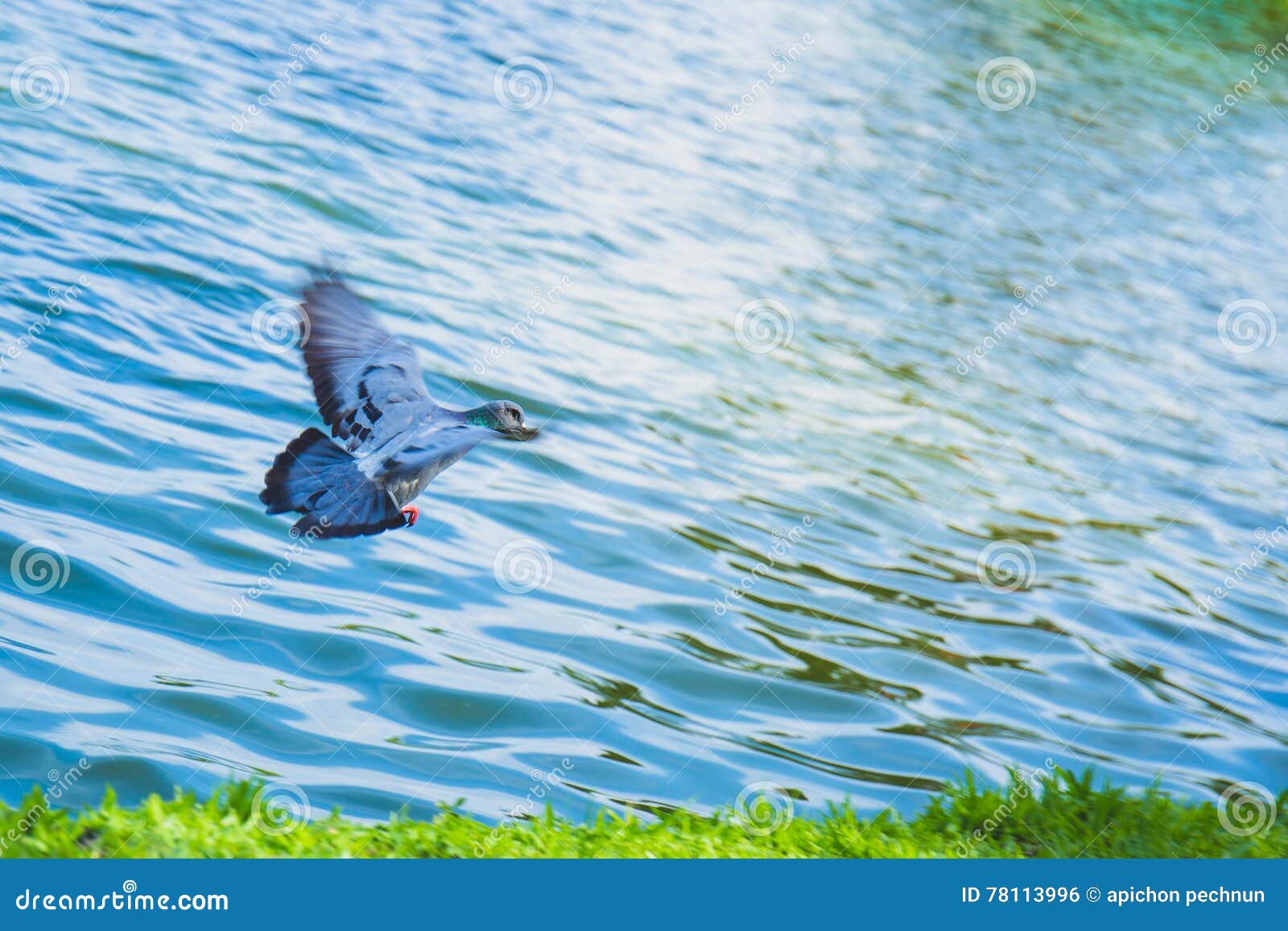 Pigeons fly stock photo. Image of pool, green, bird, park - 78113996
