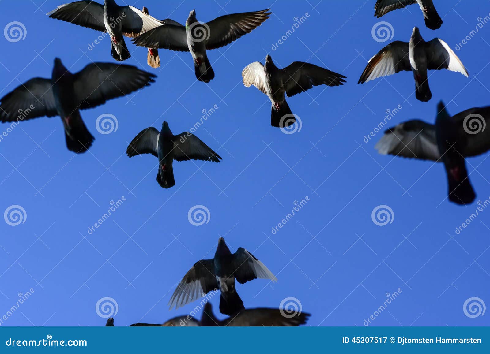 Pigeons flying stock image. Image of wing, birds, flight - 45307517