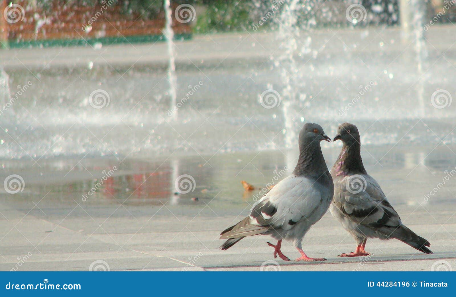Pigeons forming a heart stock photo. Image of bird, bacau - 44284196