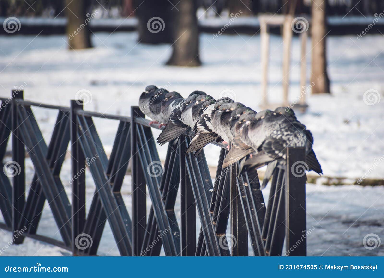 The Pigeons are Frozen and Waiting for Spring Stock Image - Image of ...