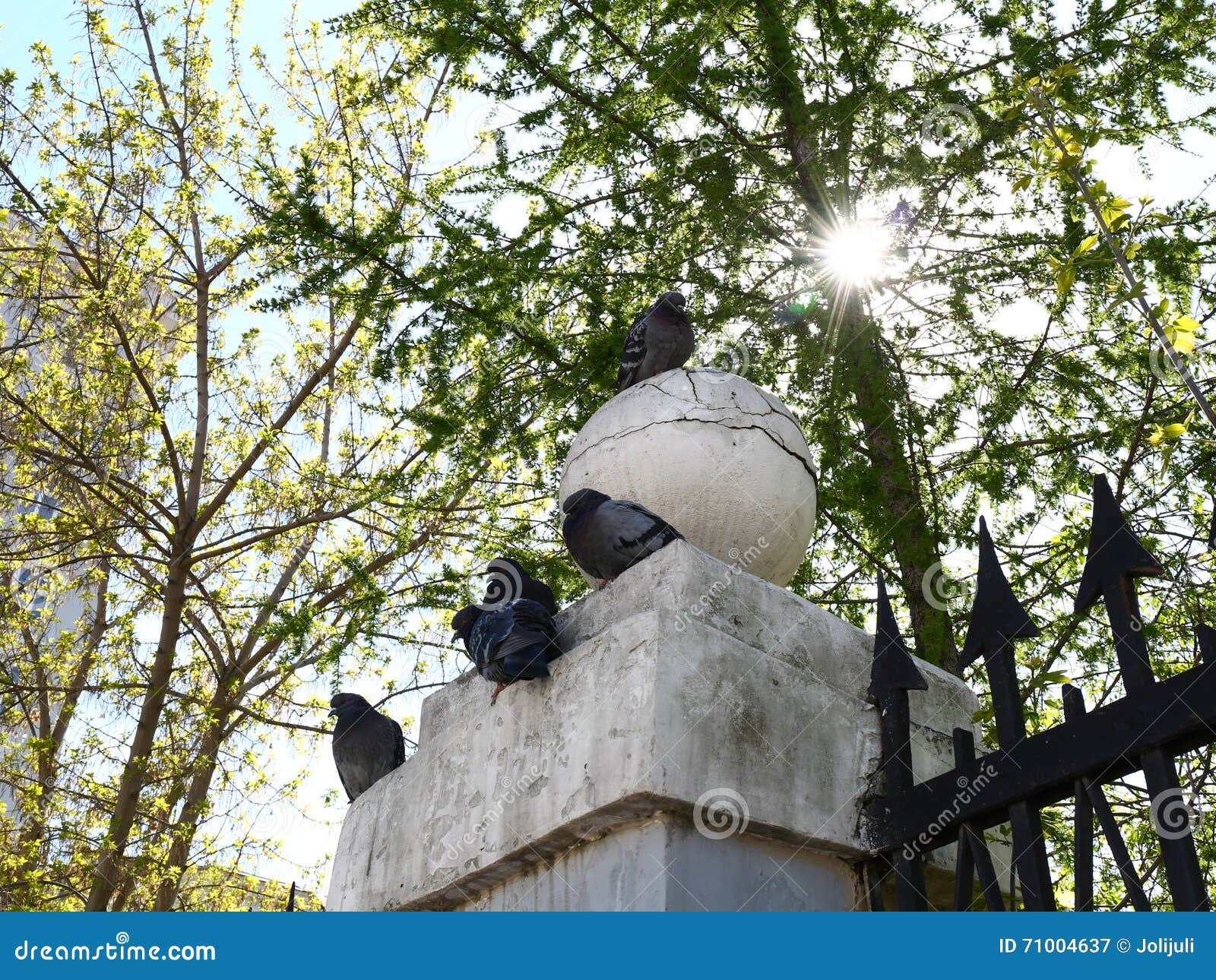 Pigeons stock image. Image of pigeon, gate, daylight - 71004637