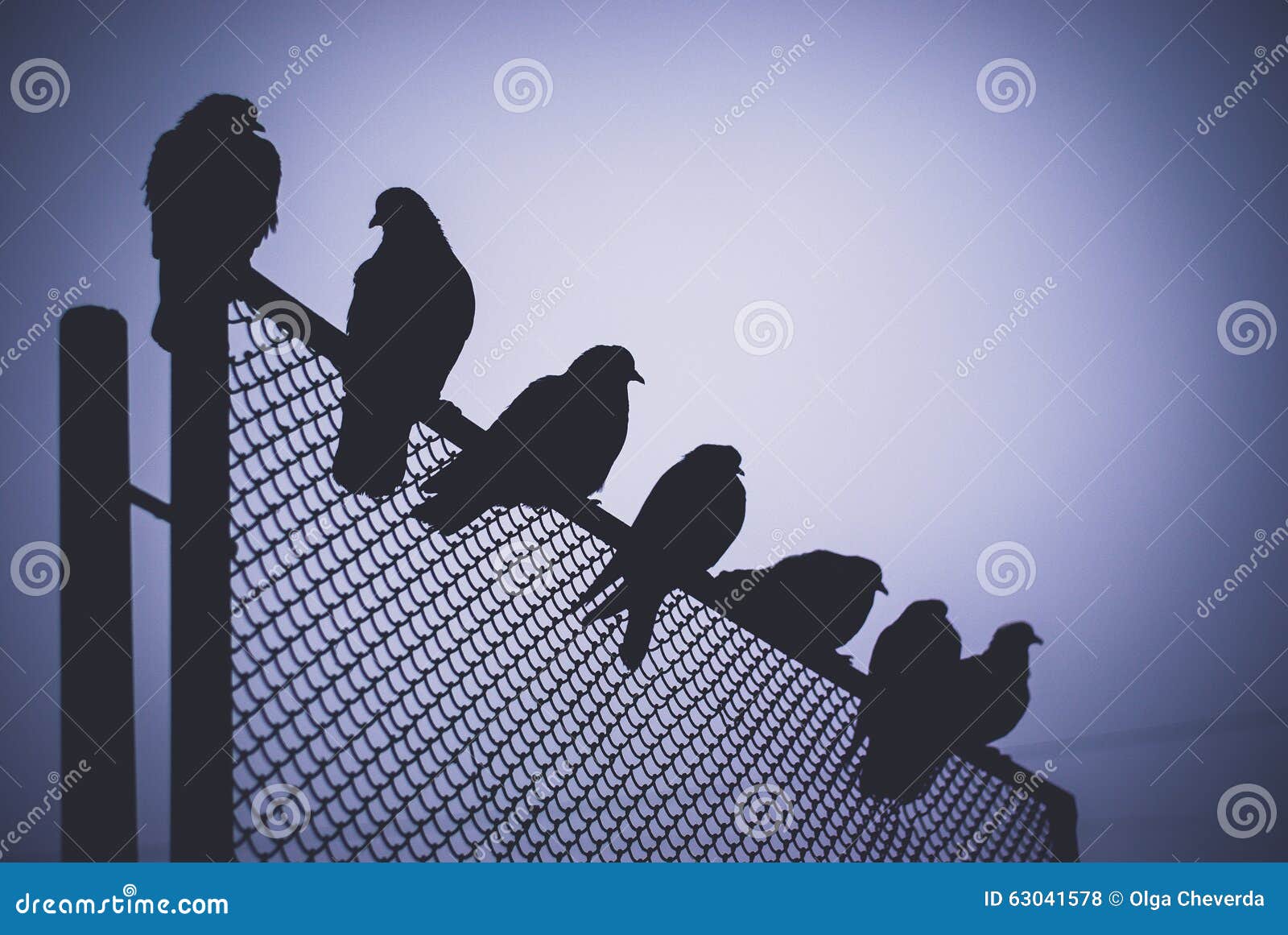 Pigeons on the gate. stock photo. Image of birds, grid - 63041578