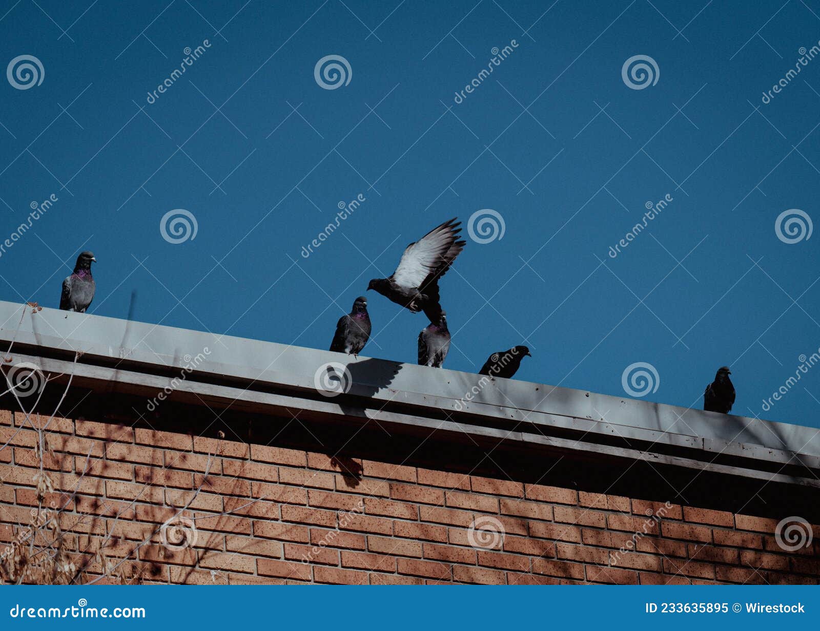 Pigeons Gather on Roof of Building Stock Image - Image of ledge, shot ...
