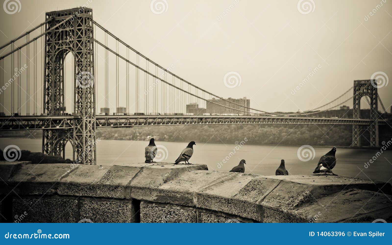 Pigeons at George Washington Bridge Stock Photo - Image of bridge ...