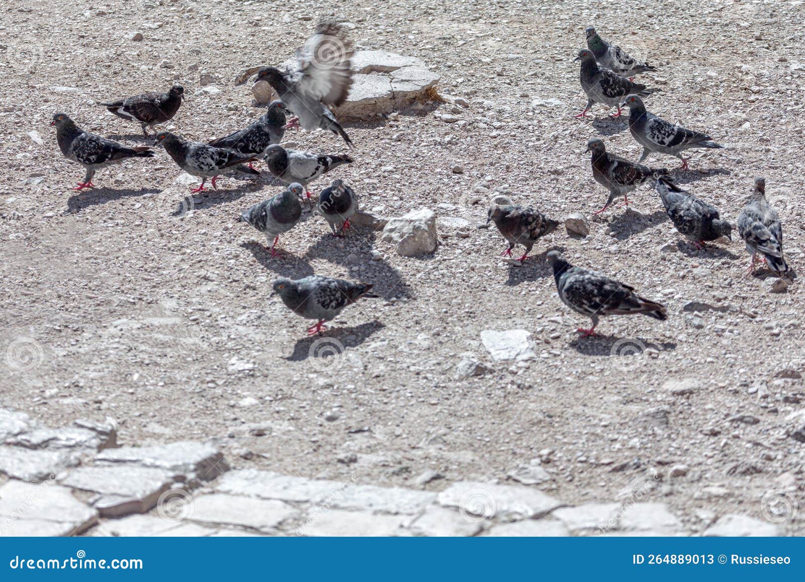 Pigeons on the gravel stock image. Image of brown, wildlife - 264889013