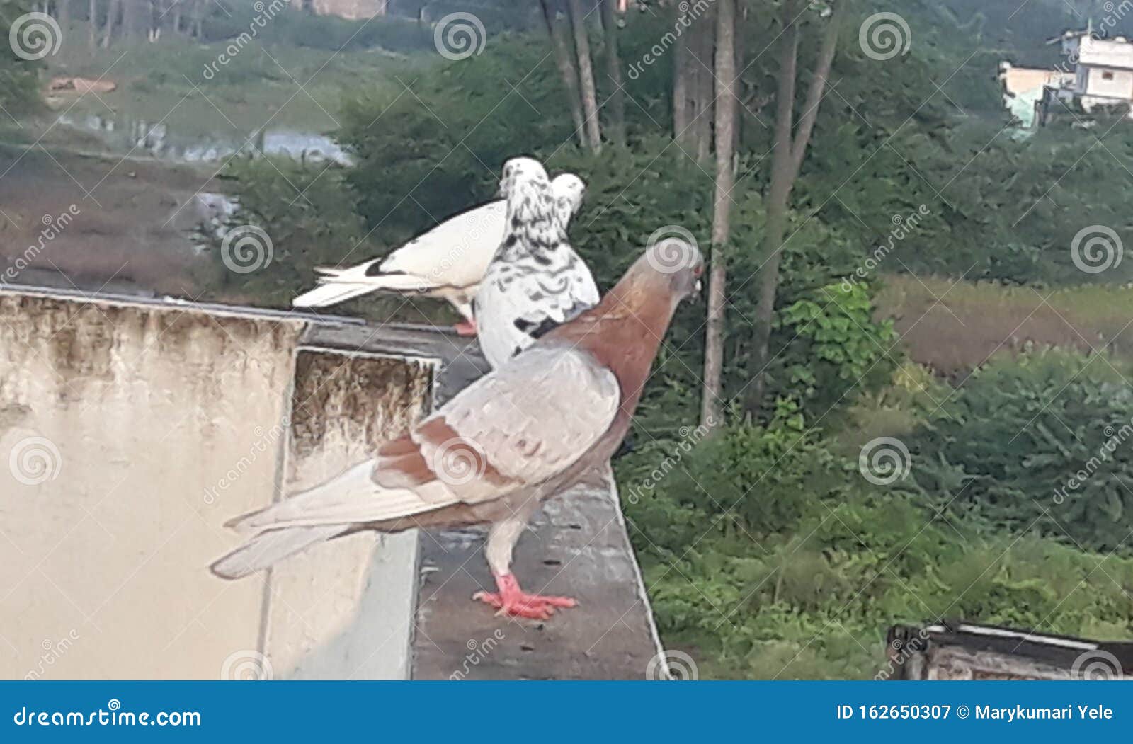 Pigeons group Birds Group stock image. Image of birds - 162650307