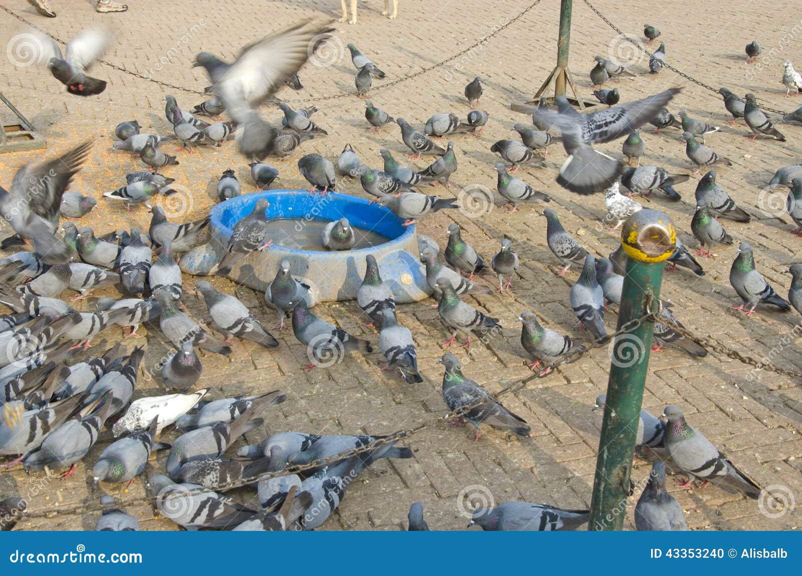 Pigeons Group in Kathmandu,Nepal Stock Photo - Image of religious ...