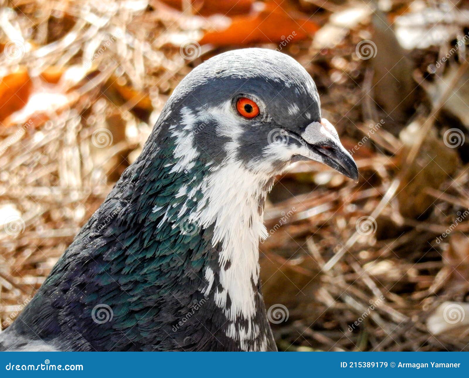 Pigeons Head Features In A Cage Royalty-Free Stock Photography ...