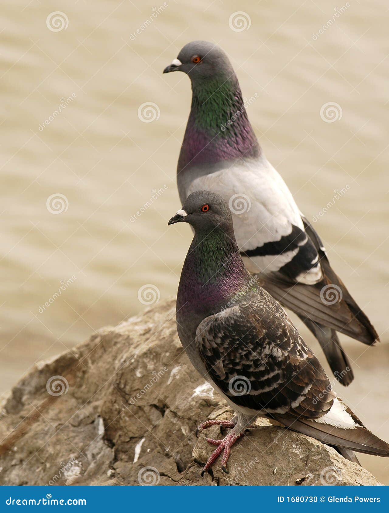 Pigeons Keeping Watch stock photo. Image of animals, lake - 1680730