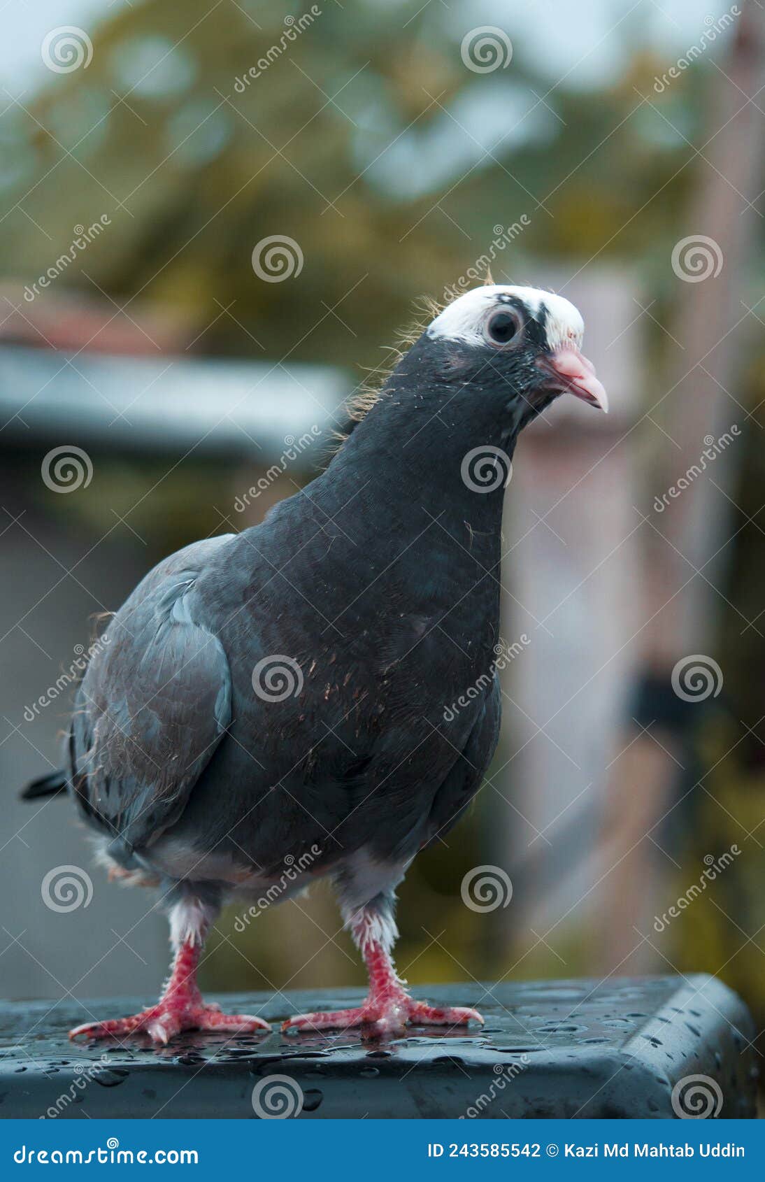 Pigeons are Looking at the Camera Interestingly Stock Photo - Image of ...