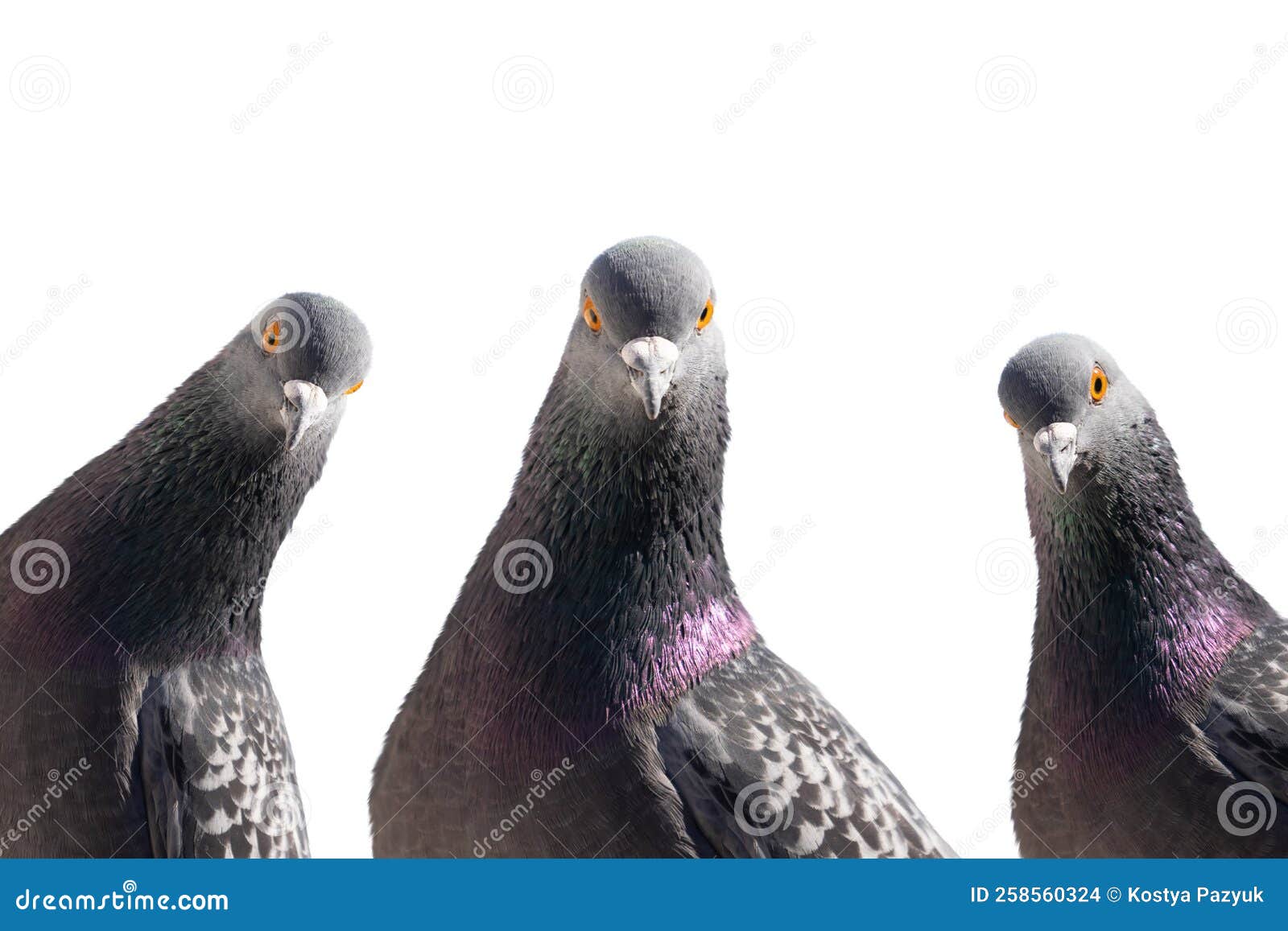 Pigeons are Looking at the Camera Interestingly Isolated Stock Photo ...