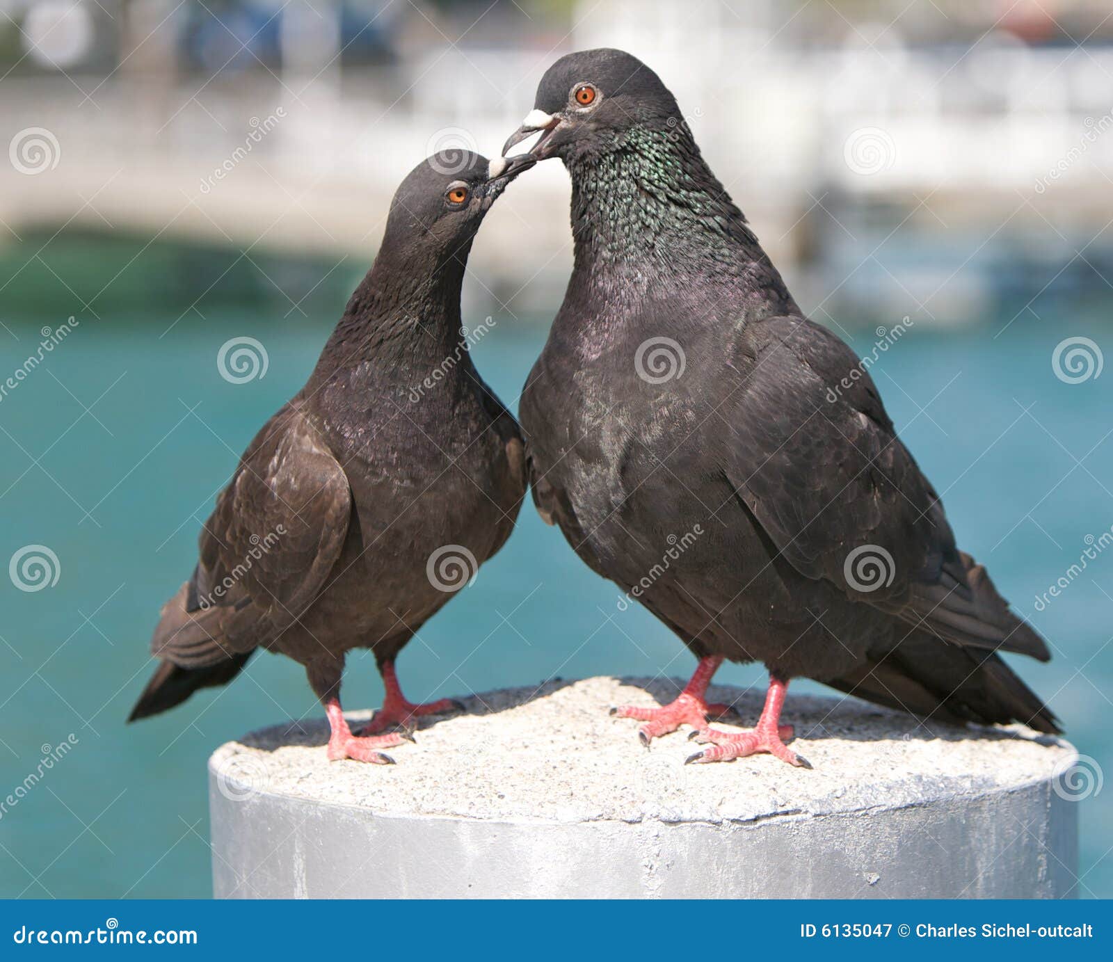 Pigeons in love stock image. Image of standing, romance - 6135047