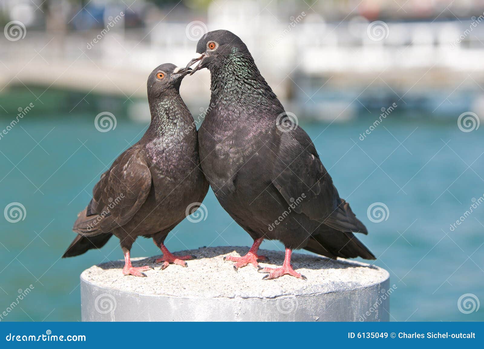Pigeons in love stock image. Image of conceptual, love - 6135049