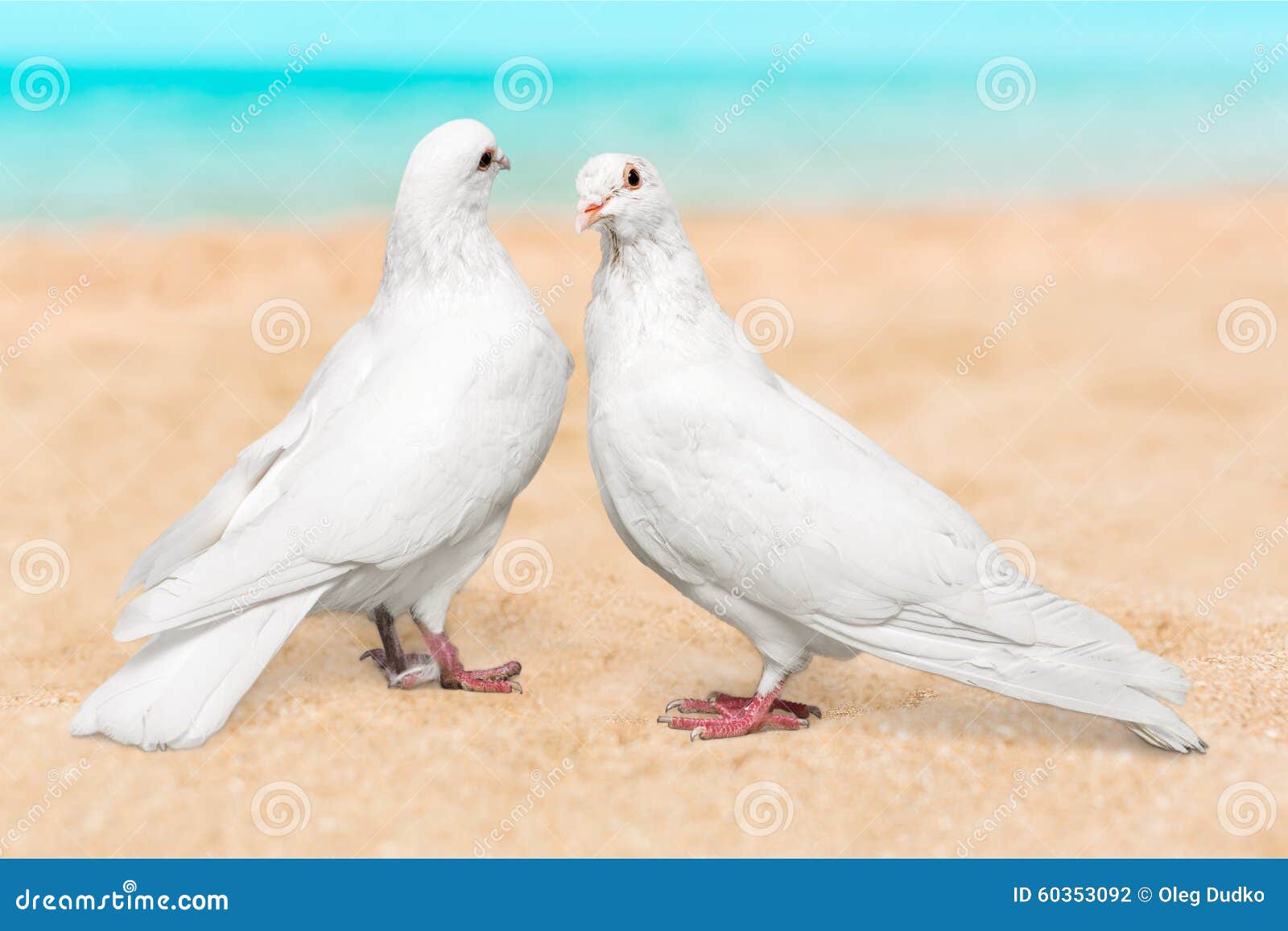Pigeons Love. Two Pigeons In The City In Summer Standing Opposite Each ...