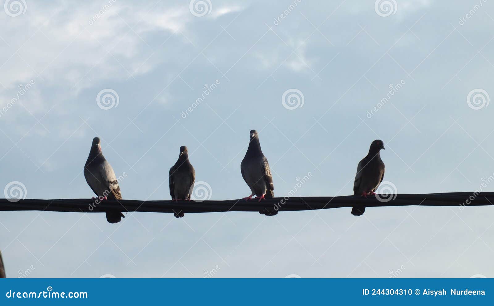 Pigeons of Malaysia stock photo. Image of pigeons, malaysia - 244304310