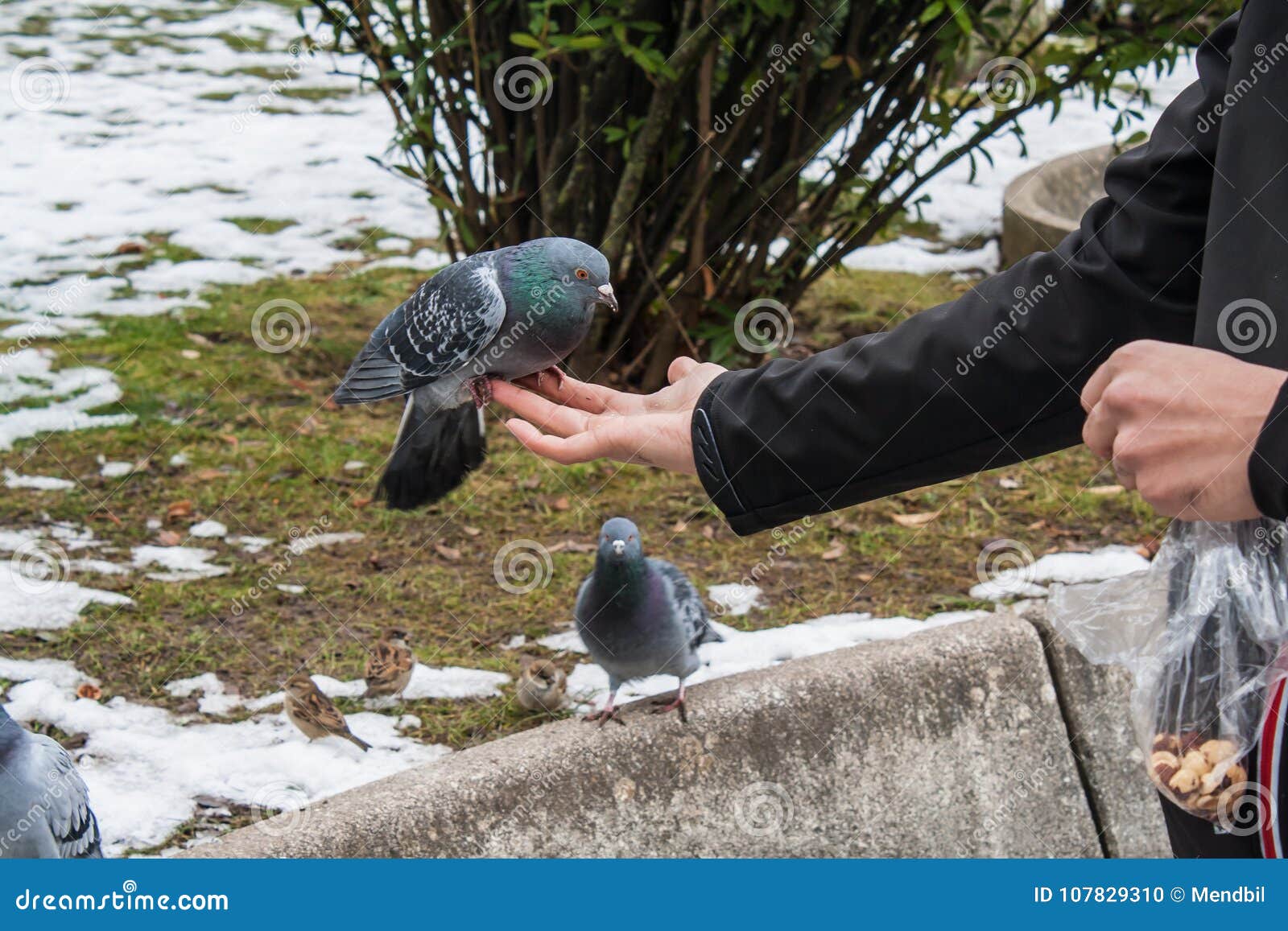 Pigeons Mangeant De La Main Photo stock - Image du nature, manger ...