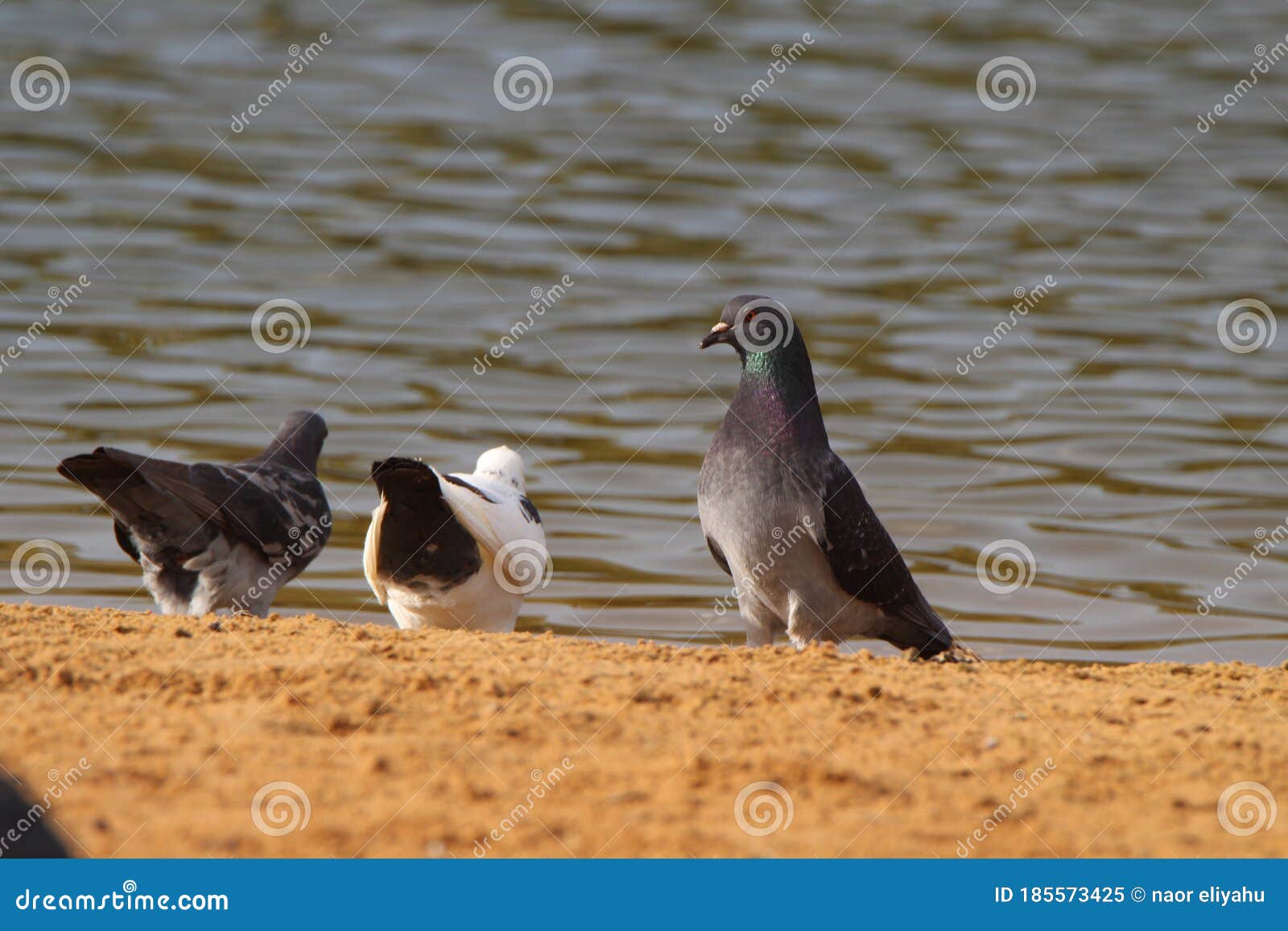 Pigeons Manger Des Vers De Viande Au Sol Image stock - Image du viande ...
