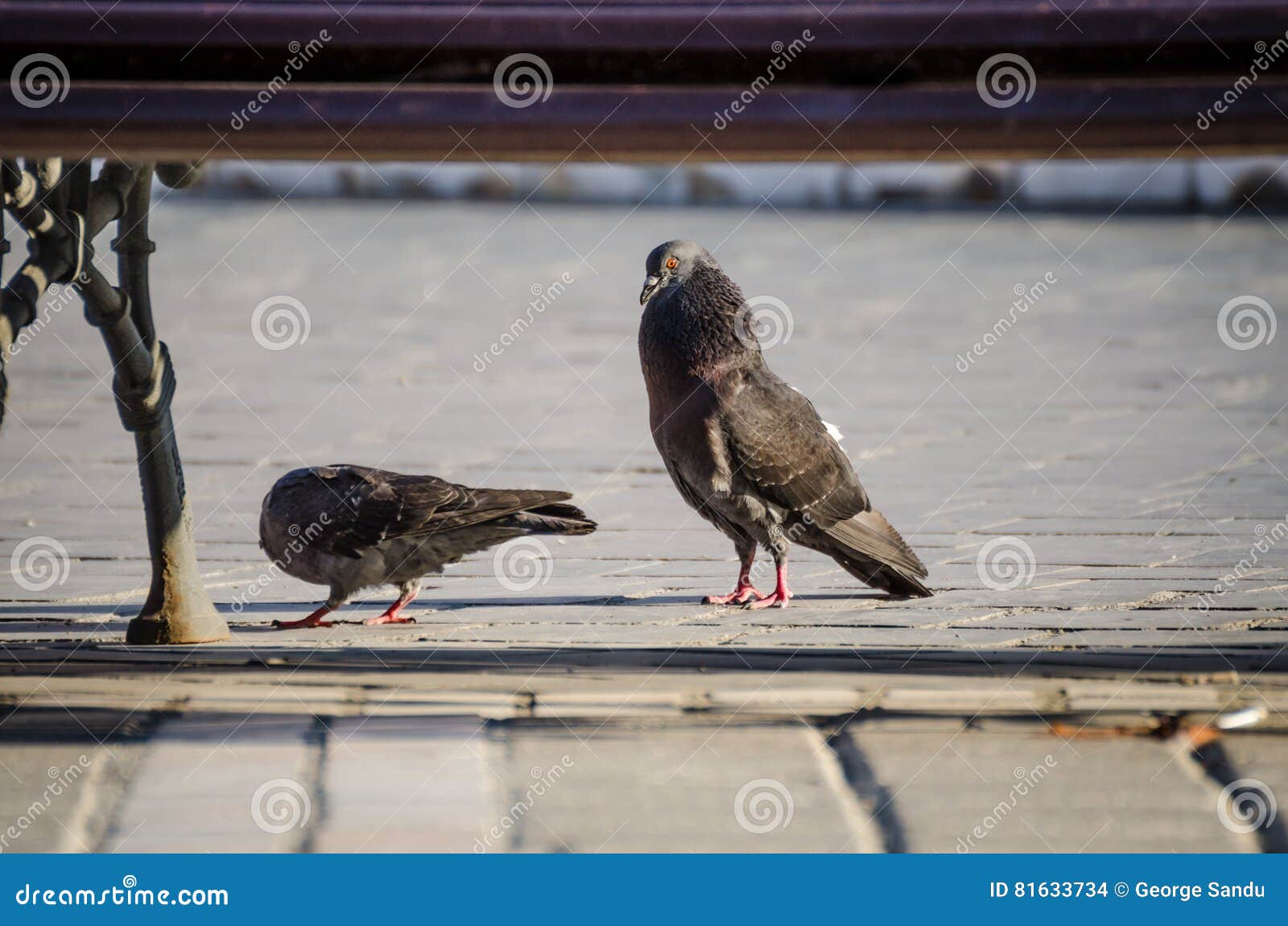 Pigeons mating ritual stock photo. Image of mating, wildlife - 81633734