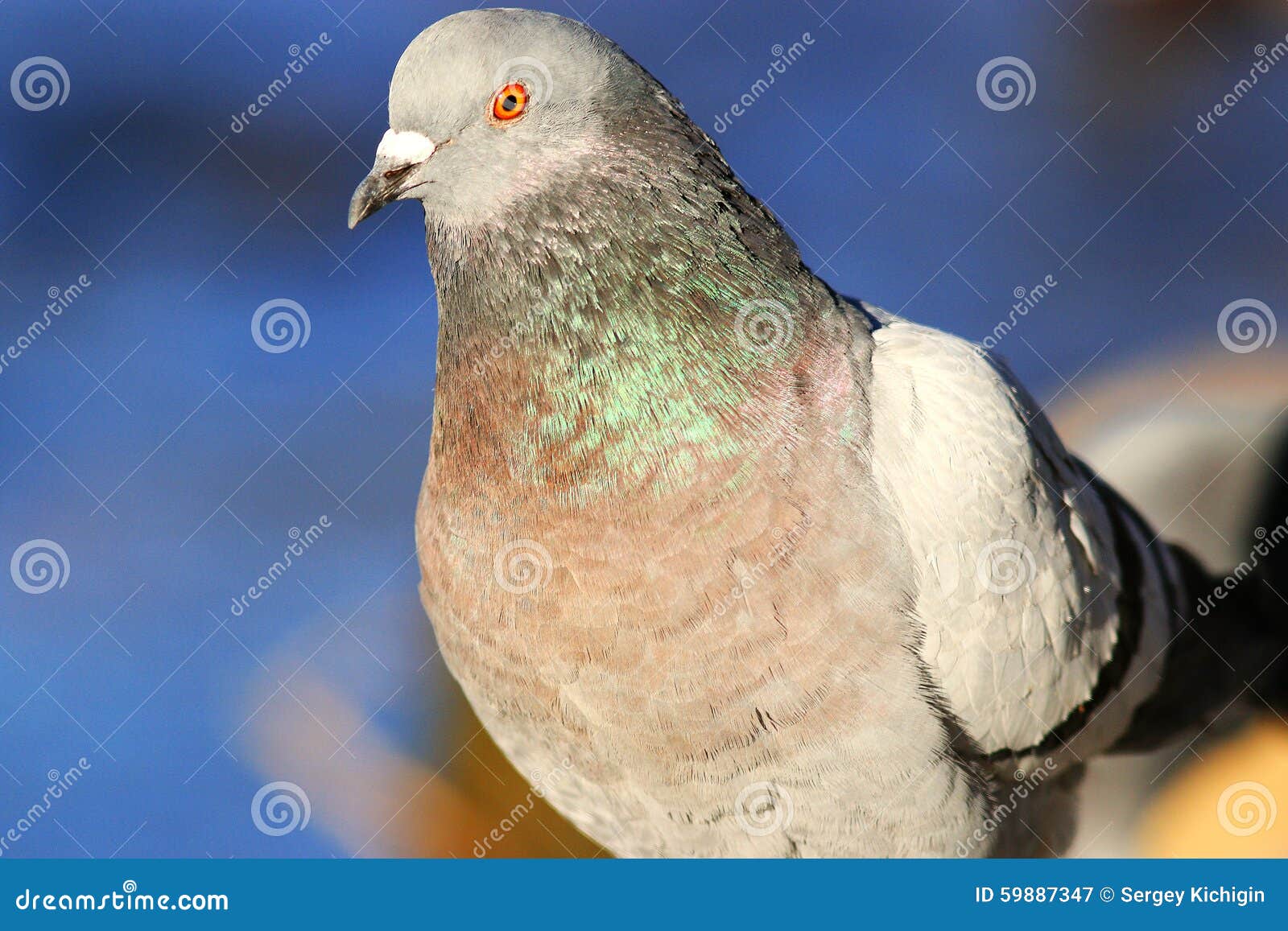Pigeons on the nature stock image. Image of portrait - 59887347