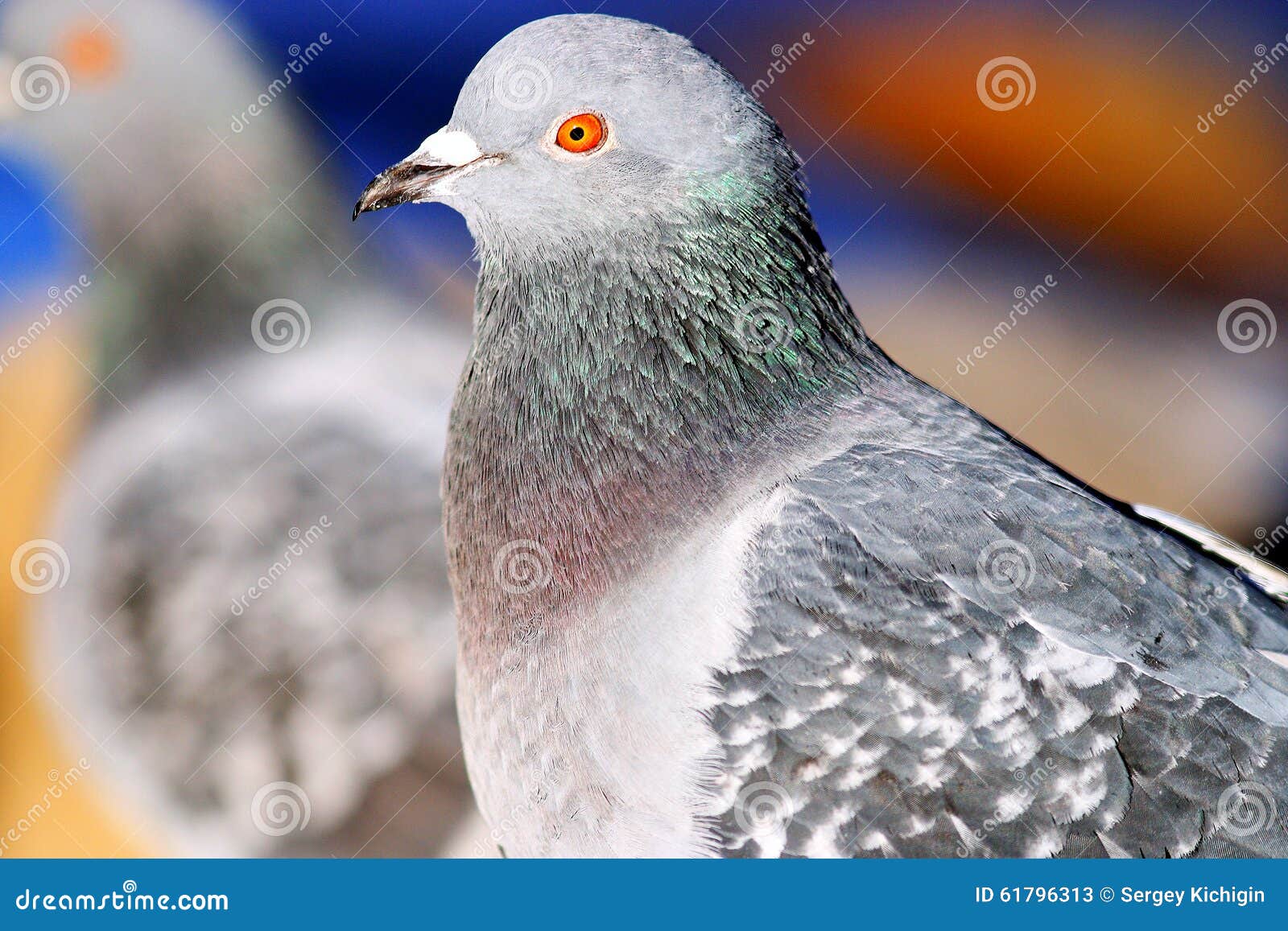 Pigeons on the nature stock image. Image of gray, colored - 61796313