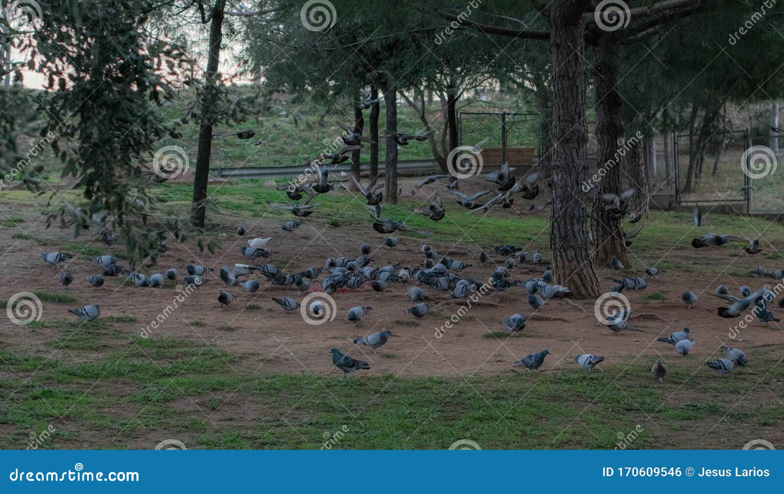 Pigeons Open Their Wings and Fly Away Stock Photo - Image of morning ...