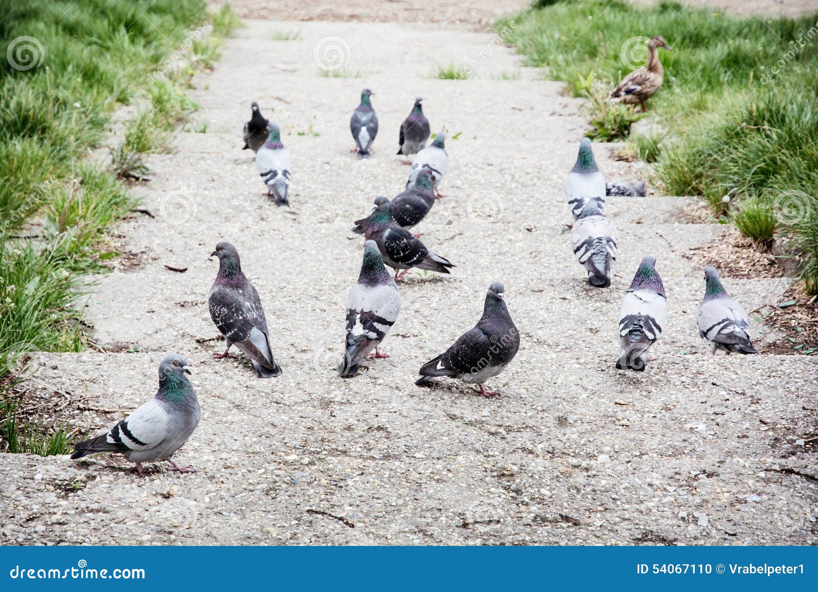 Pigeons in the park stock photo. Image of feeding, closeup - 54067110
