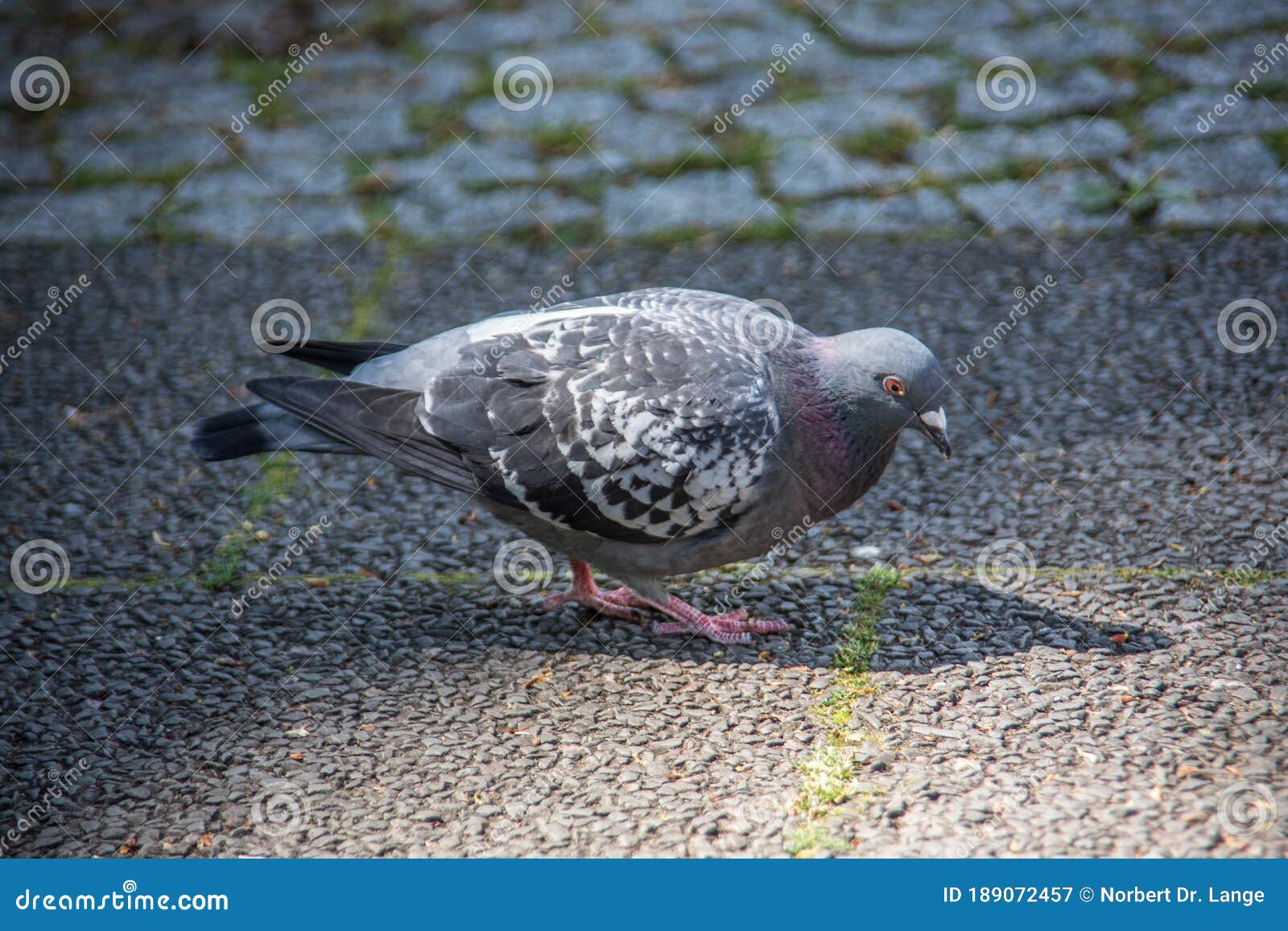 Pigeons peck in the park stock image. Image of plumage - 189072457