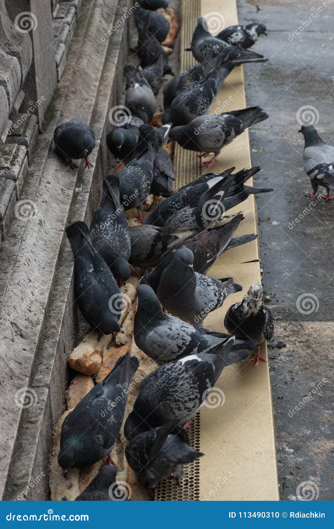 Pigeons Pecking Bread. Close-up. Stock Photo - Image of wild, food ...