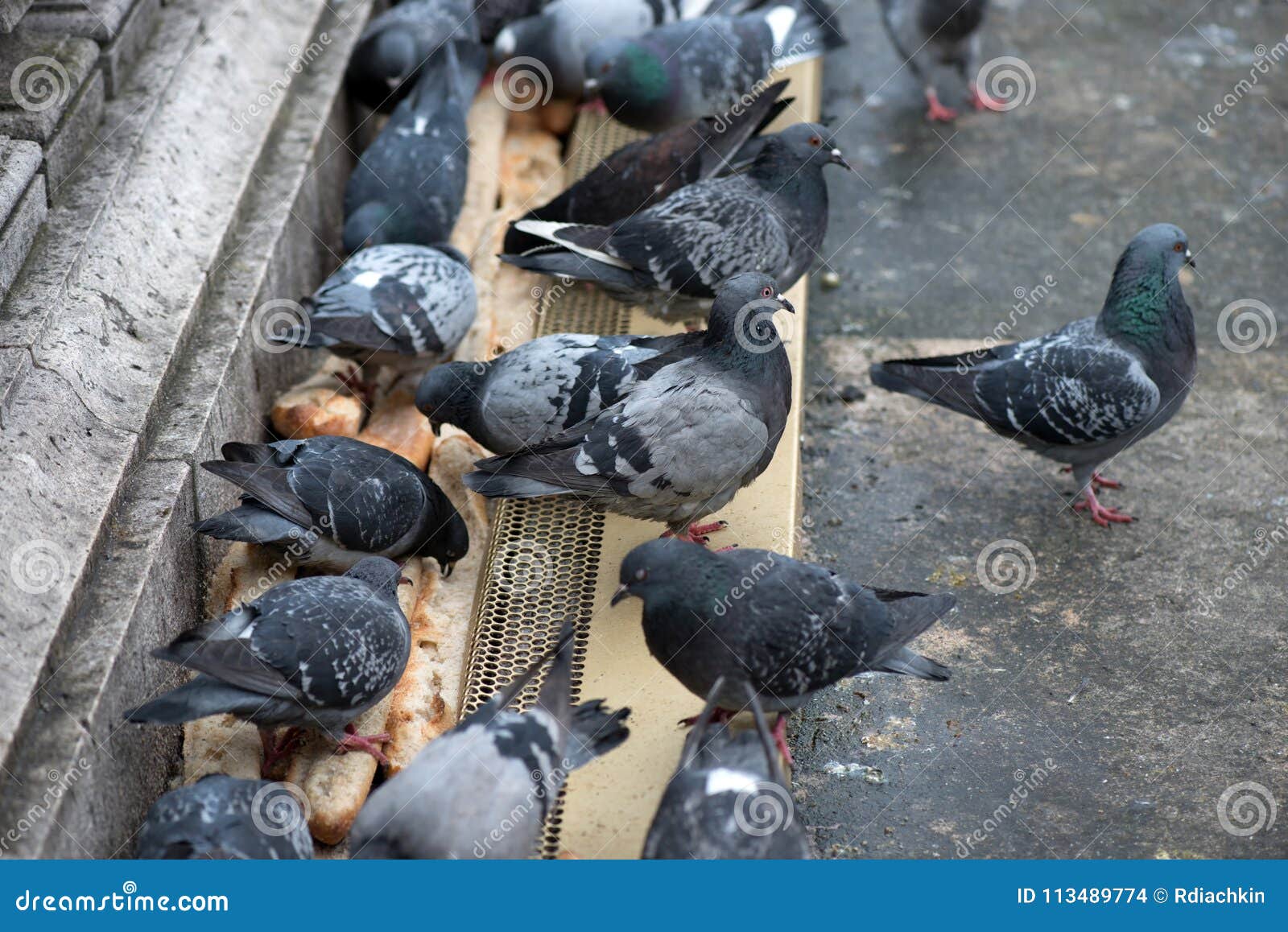 Pigeons Pecking Bread. Close-up. Stock Photo - Image of flight, life ...