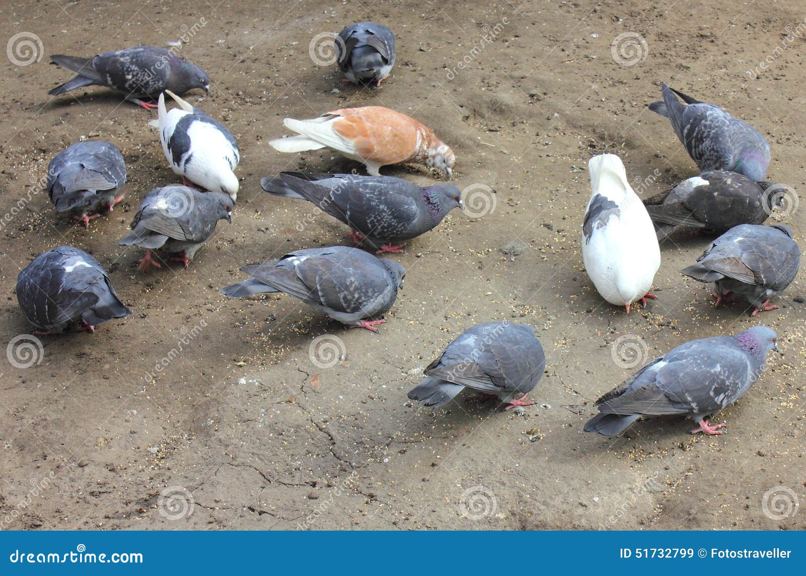 Pigeons pecking grain stock image. Image of gray, columbidae - 51732799