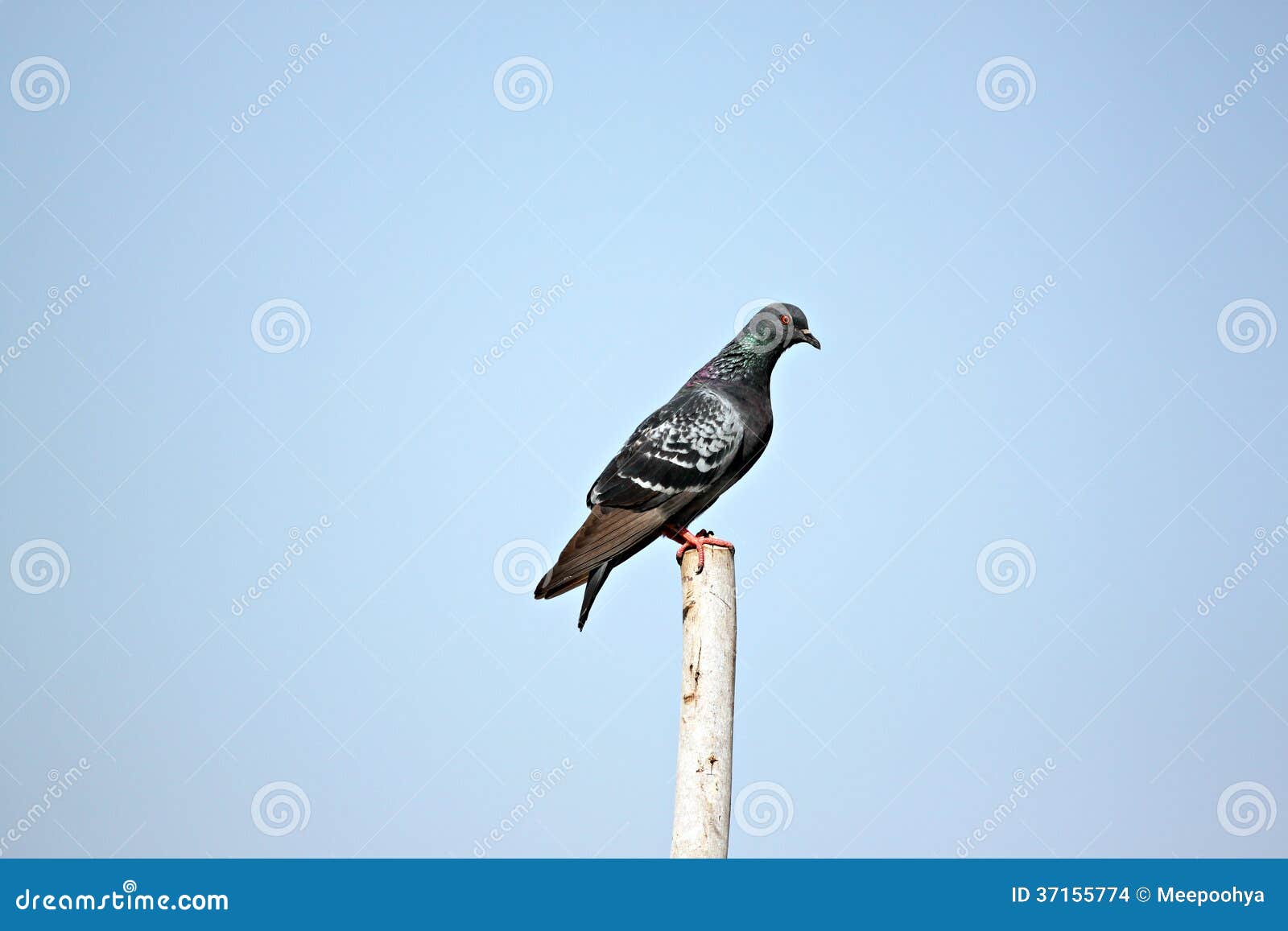 Pigeons Perched Atop Wood Poles. Stock Photo - Image of wings, group ...