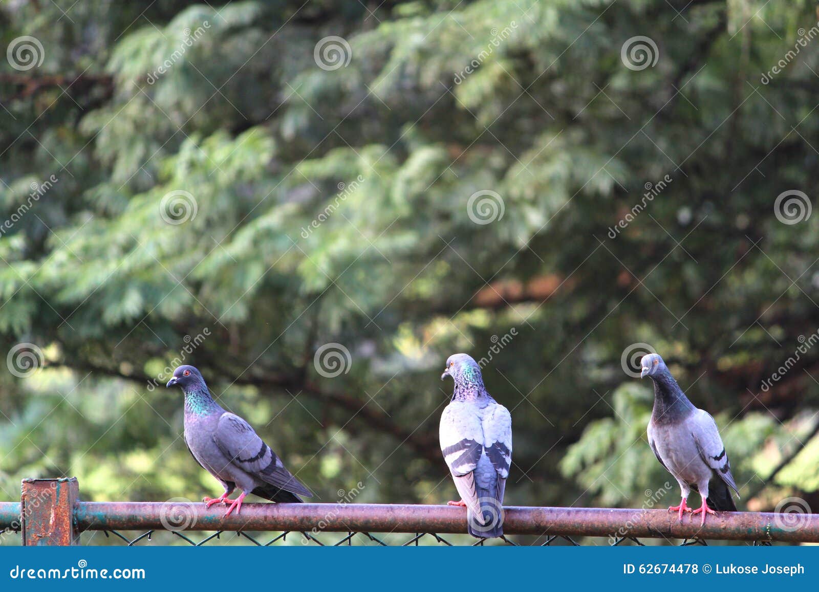 Pigeons perched on a fence stock photo. Image of beautiful - 62674478