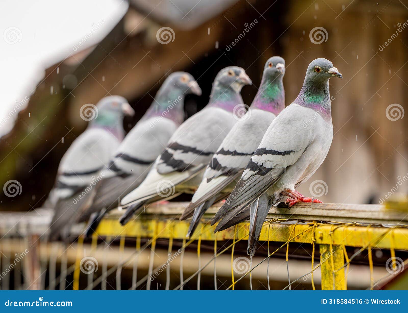 Pigeons Perched on a Railing Under the Rain Stock Photo - Image of ...