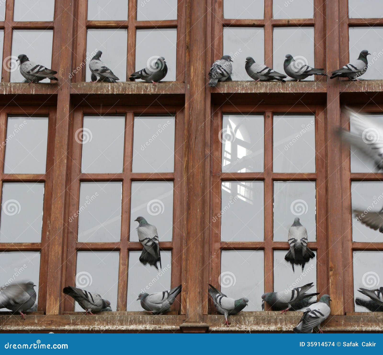 Pigeons stock photo. Image of konya, landmark, pigeons - 35914574