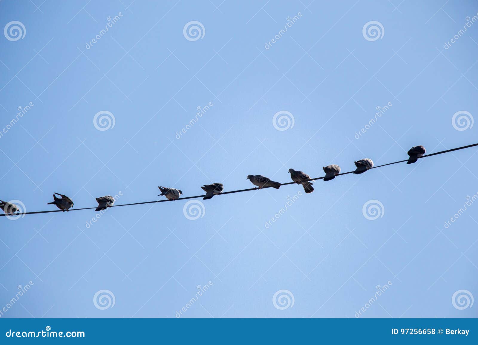 Pigeons perched on wire stock photo. Image of wild, pigeon - 97256658