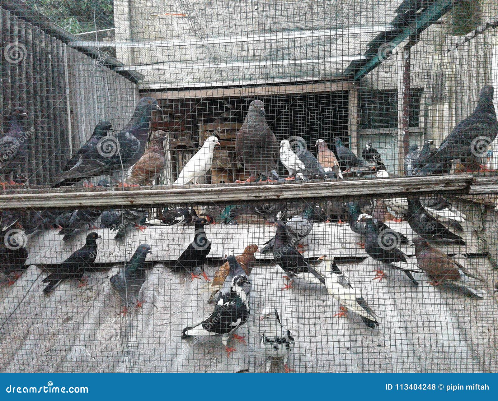Pigeons stock photo. Image of ready, feed, pigeons, gathering - 113404248