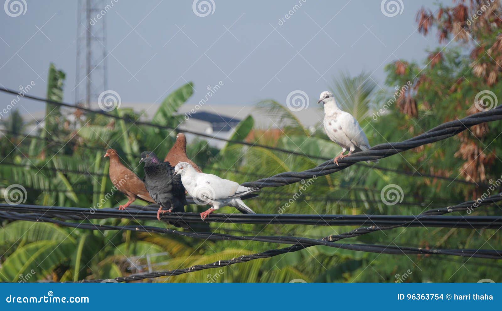 Pigeons on a power line stock photo. Image of wildlife - 96363754
