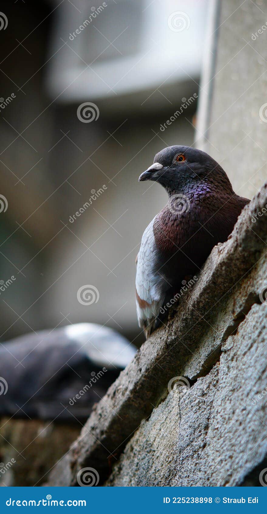 Pigeons resting place stock photo. Image of bird, wildlife - 225238898