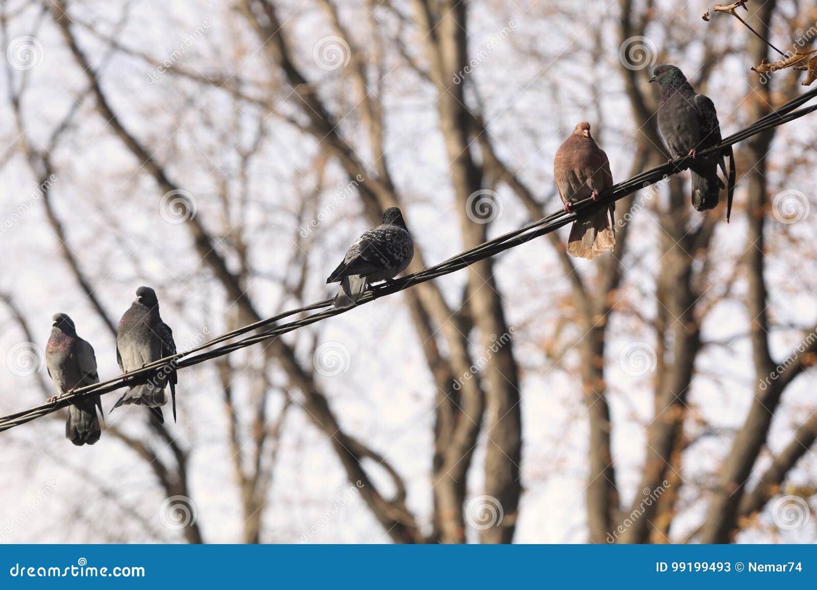 Pigeons On A Telephone Line Royalty-Free Stock Photography ...