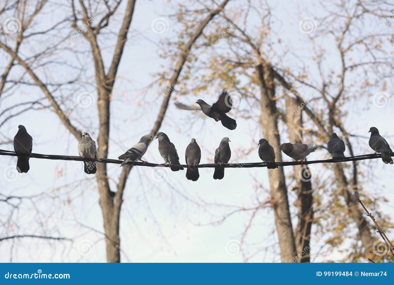 Pigeons On A Telephone Line Royalty-Free Stock Photography ...