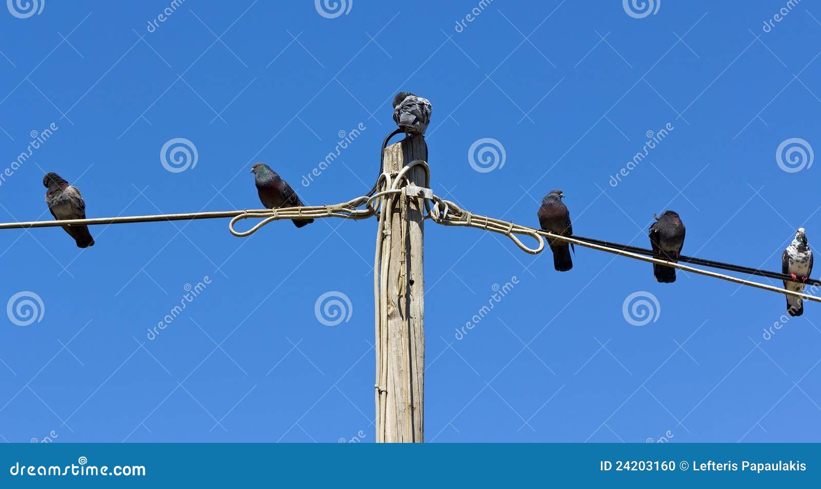 Pigeons Resting on Wire Against Blue Sky Stock Photo - Image of perch ...