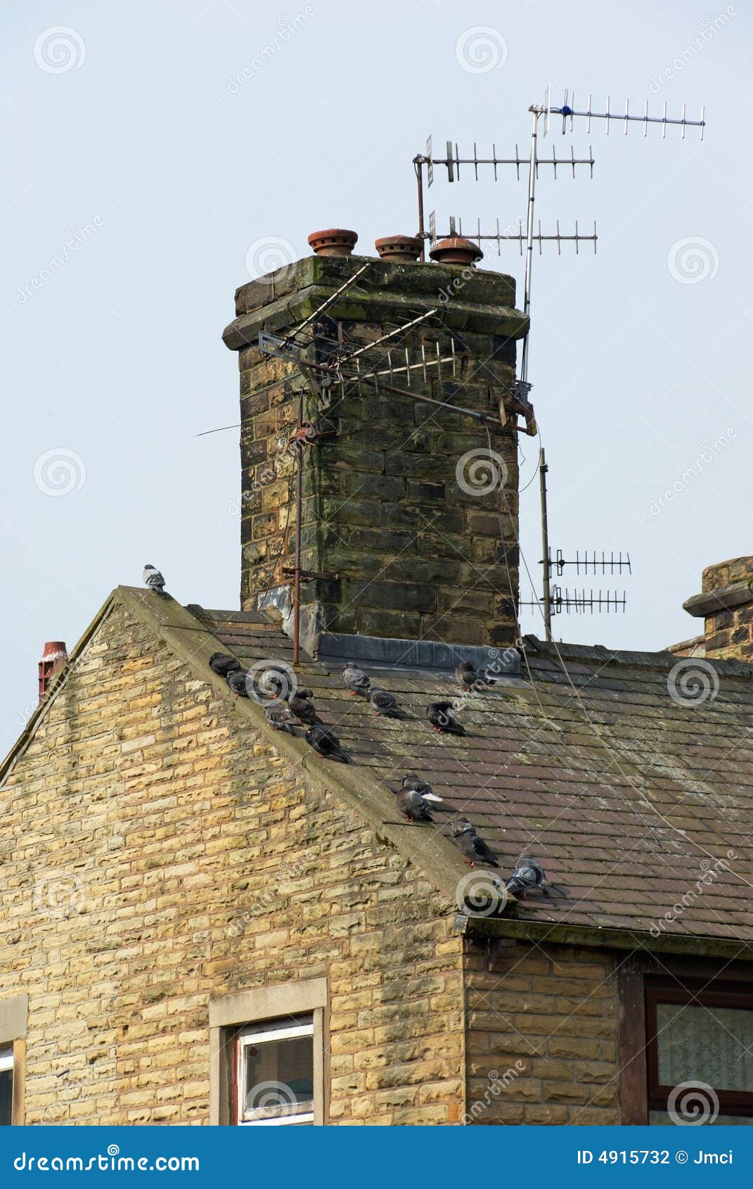 Pigeons on a roof stock photo. Image of slate, green, building - 4915732