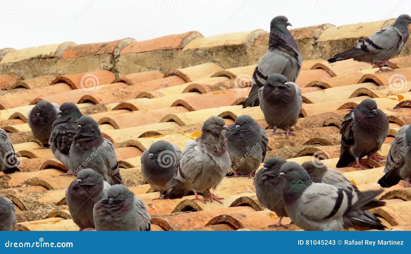 Pigeons on the Roof - -Andalusia Stock Image - Image of europe, pigeons ...