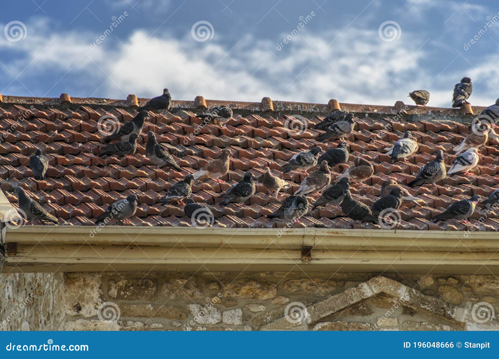 Pigeons on the Roof of the Old Castle Stock Photo - Image of building ...