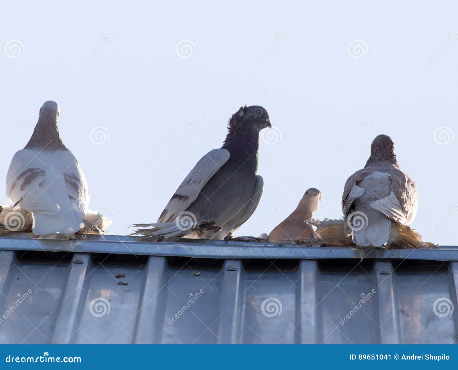 Pigeons on the roof stock image. Image of balance, landing - 89651041