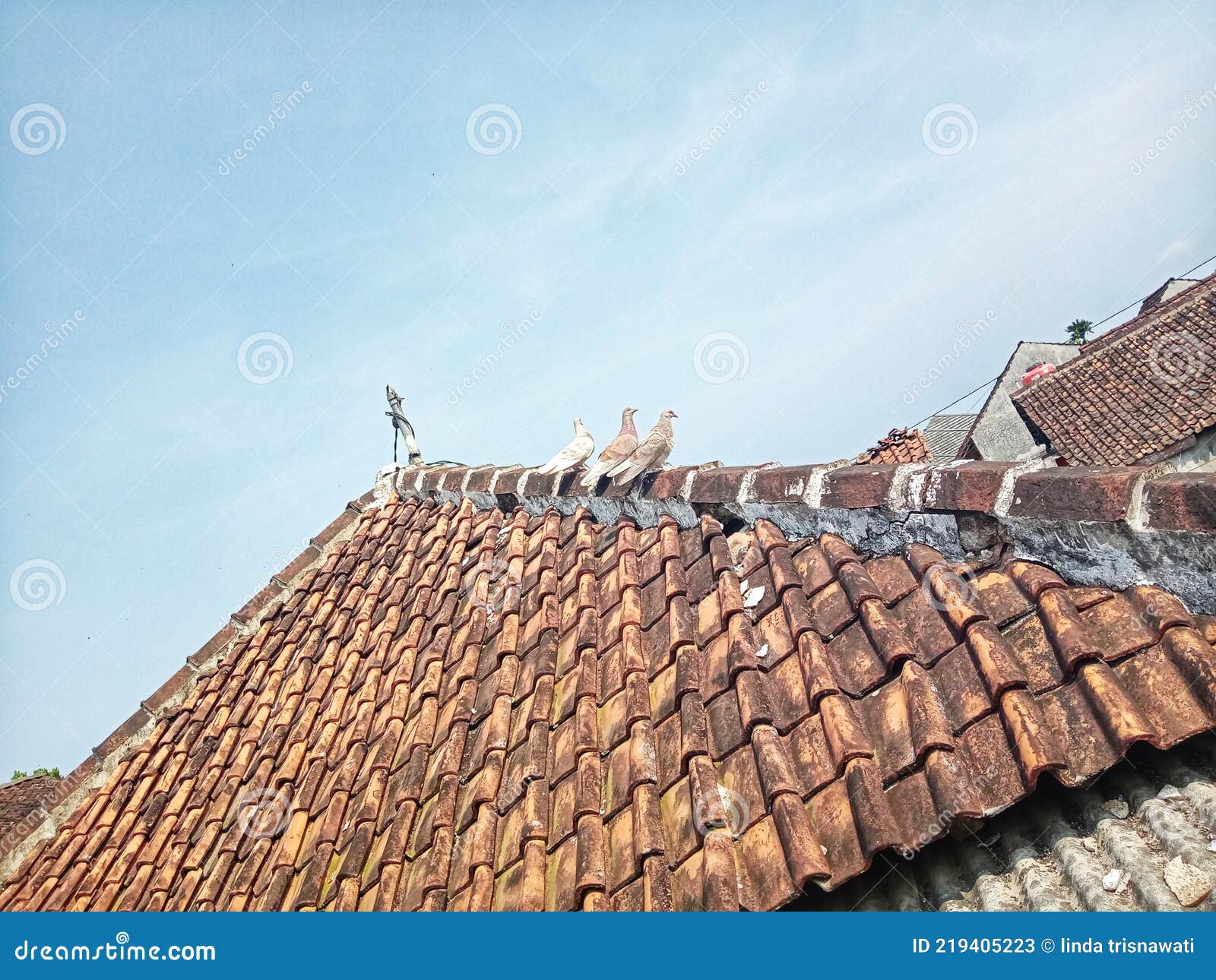 Pigeons on the roof tile stock image. Image of rooftile - 219405223